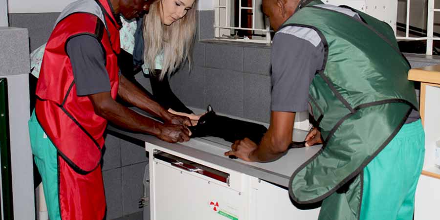 Tuisblad - Kanonkop Animal Clinic